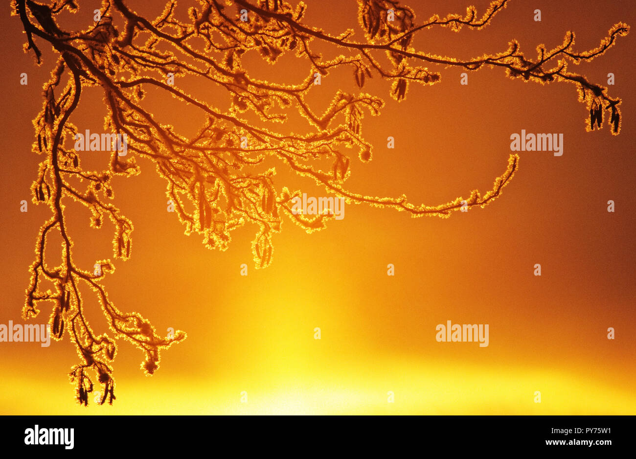 Frost covered alder tree branch against setting sun Stock Photo - Alamy