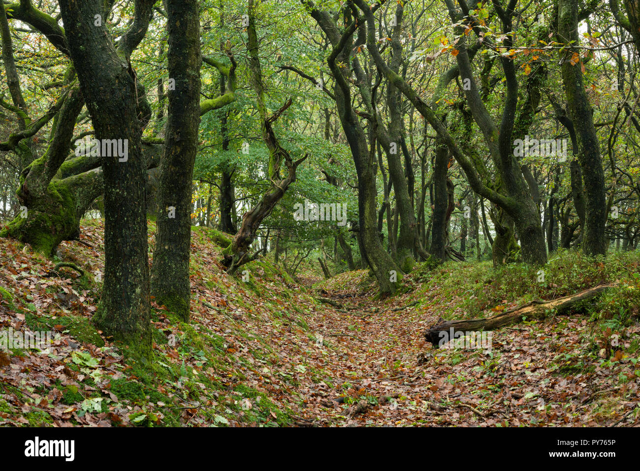 Dead Woman's Ditch, an ancient earthwork in the Quantock Hills ...
