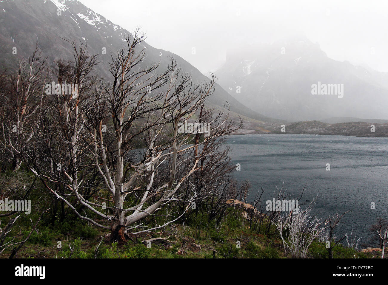 Scorched tree in shape of candelabra, Torres del Paine National Park ...