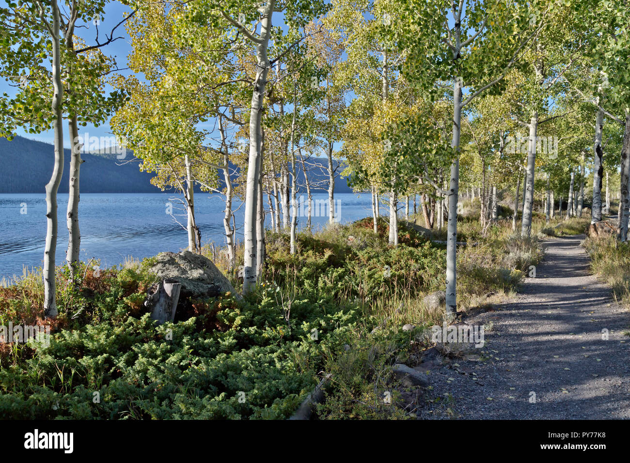 Pando quaking aspen hi-res stock photography and images - Alamy