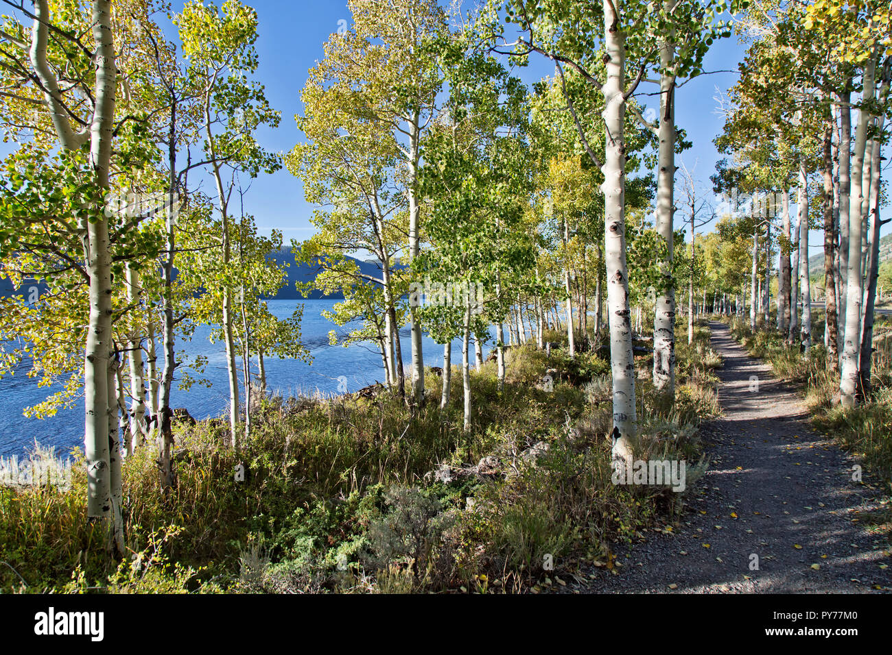 Pando aspen grove hi-res stock photography and images - Alamy