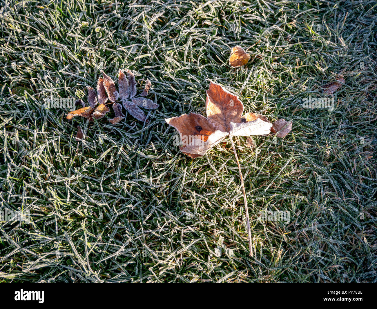 Close up Image of first morning frost on leaves on green meadow Stock ...