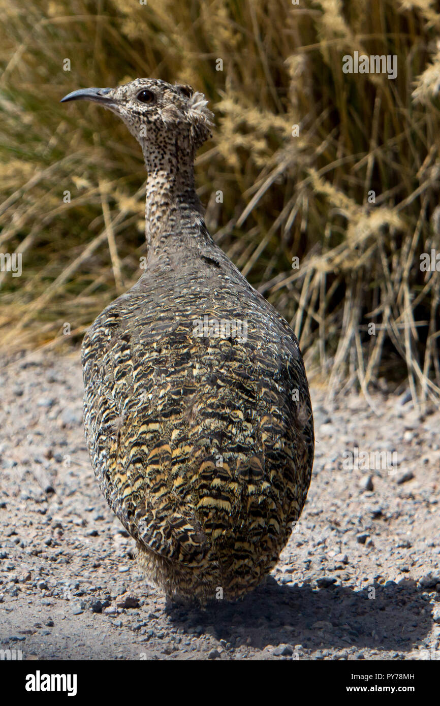 An Ornate Tinamou, a ground dwelling bird, on the side of the road in ...