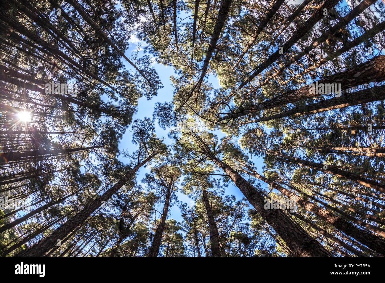 view of pine trees from below Stock Photo - Alamy