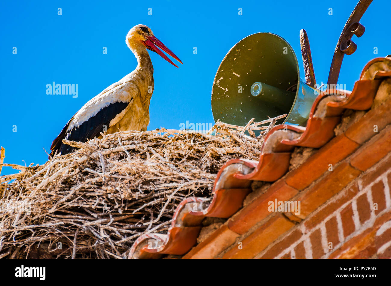 Stork nest next to the speakers in the town hall clock tower. Village ...