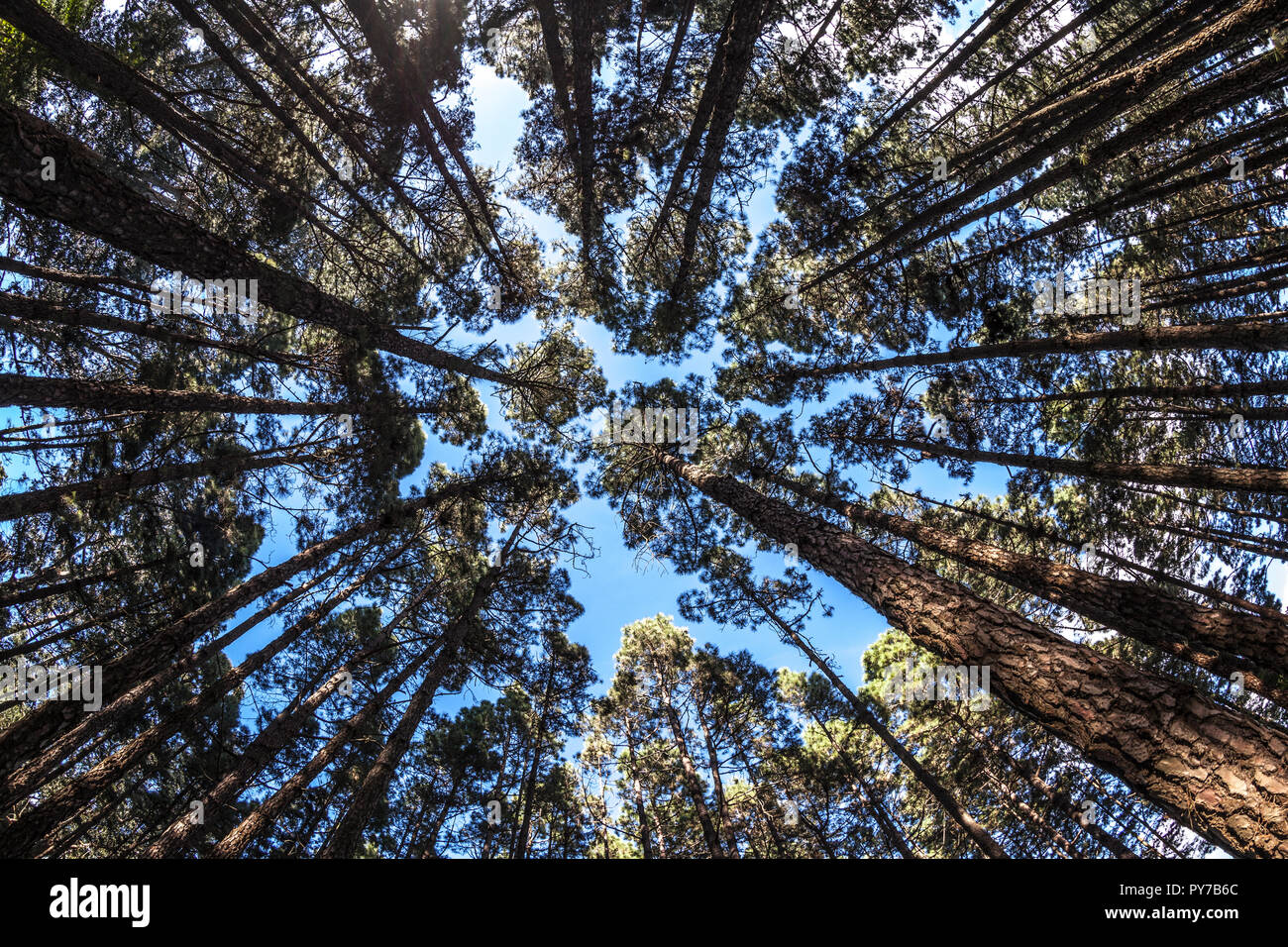 view of pine trees from below Stock Photo - Alamy