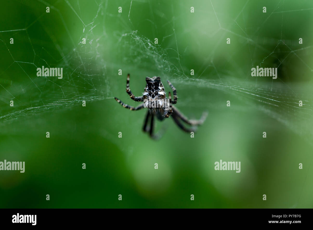 spider hanging on its web Stock Photo - Alamy