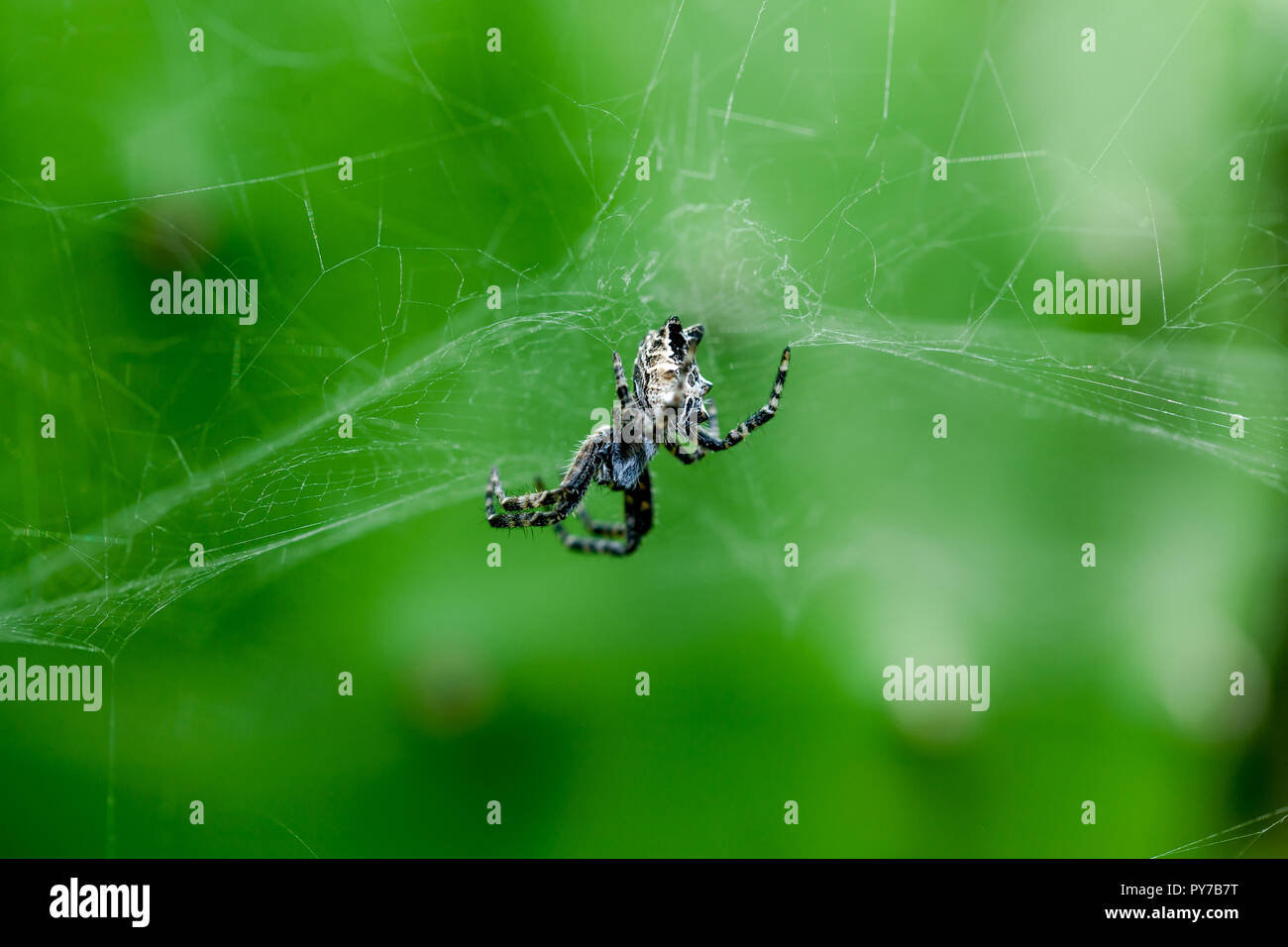 spider hanging on its web Stock Photo - Alamy