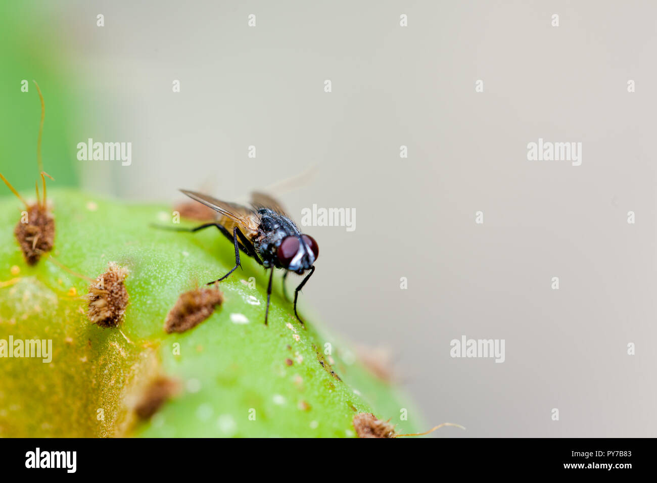 Cactus plants tenerife island canaries hi-res stock photography and ...