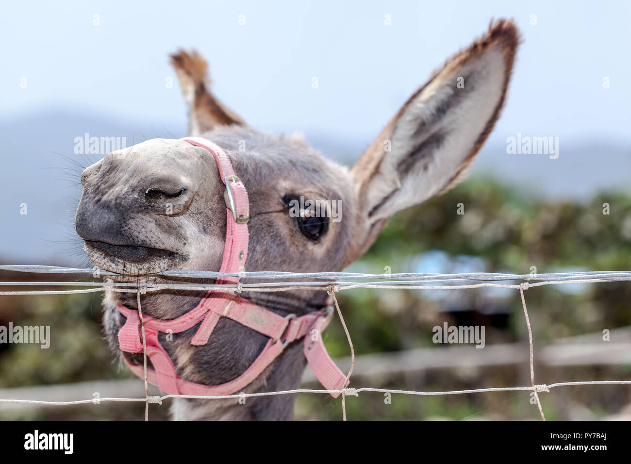 loose donkey in a farm Stock Photo - Alamy