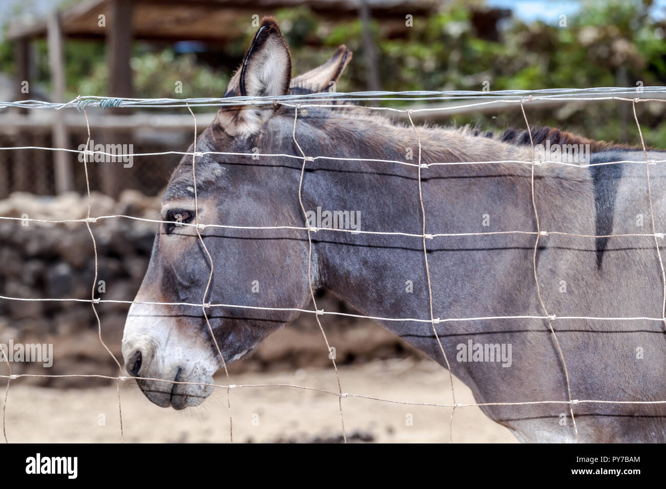 loose donkey in a farm Stock Photo - Alamy