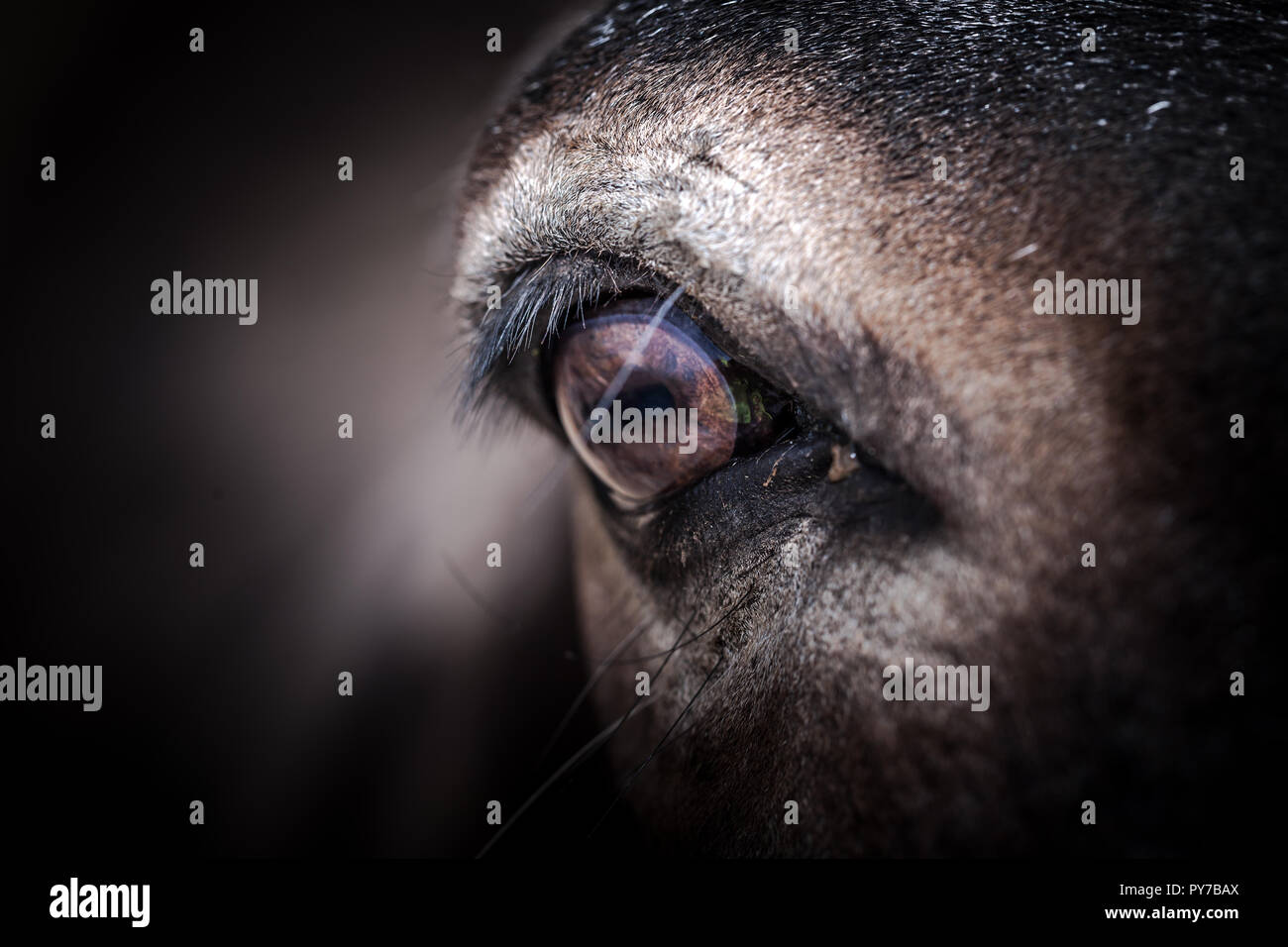 loose donkey in a farm Stock Photo - Alamy