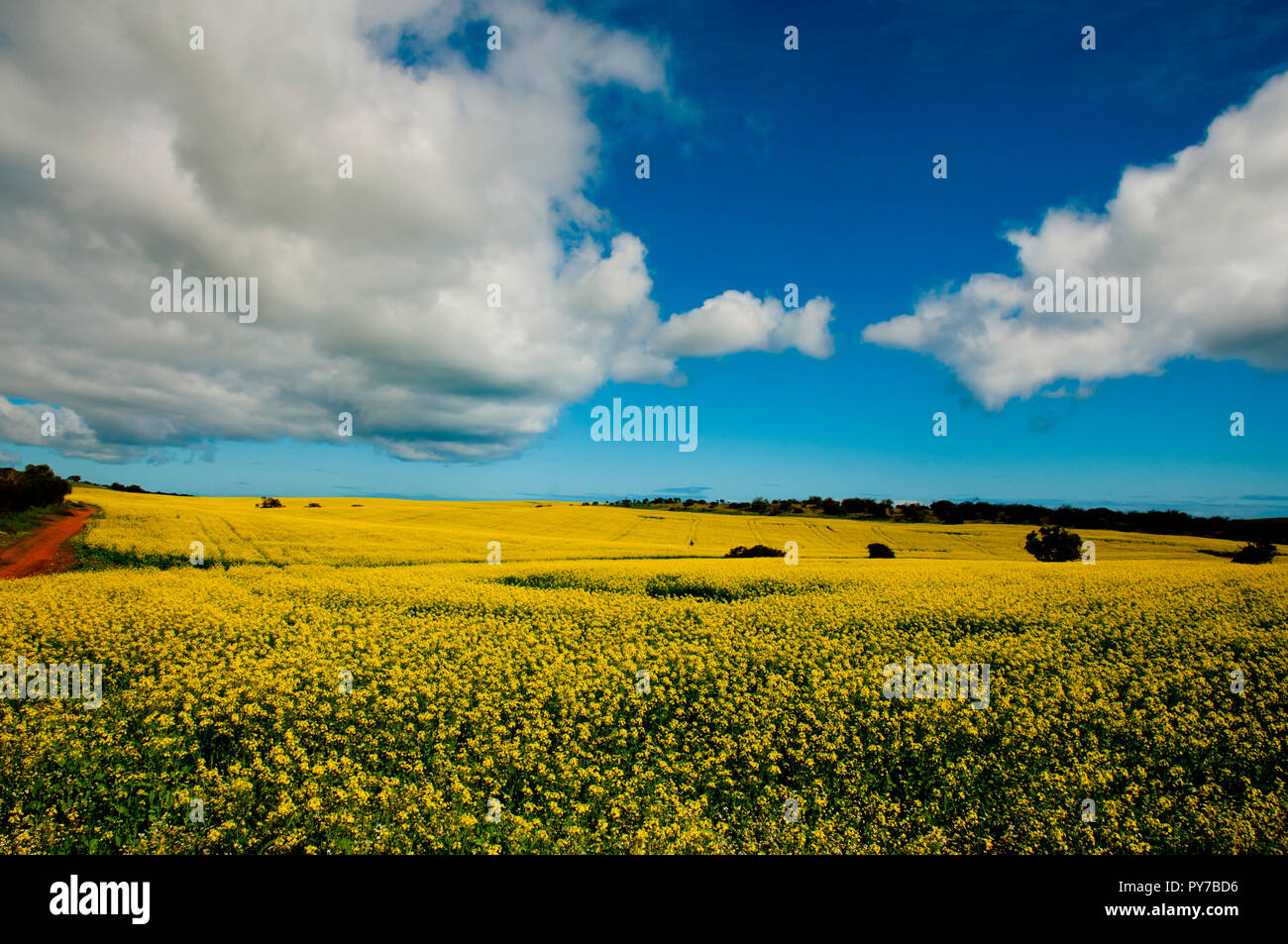 Rapeseed Field in the Mid West - Western Australia Stock Photo - Alamy