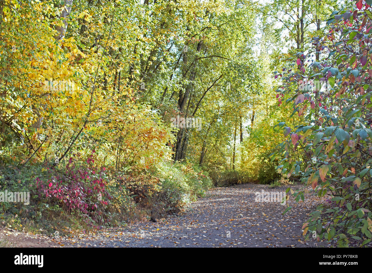A tree lined walkway in a local park shows off beautiful Fall colors ...