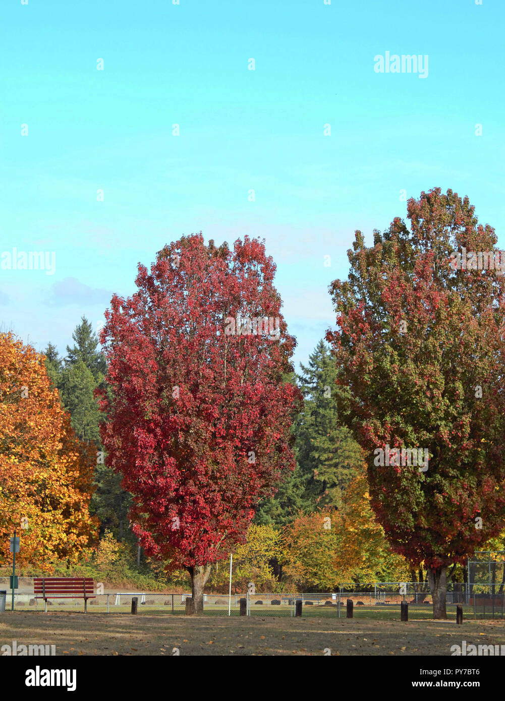A row of trees adorned in Fall colors line the path of a local park ...