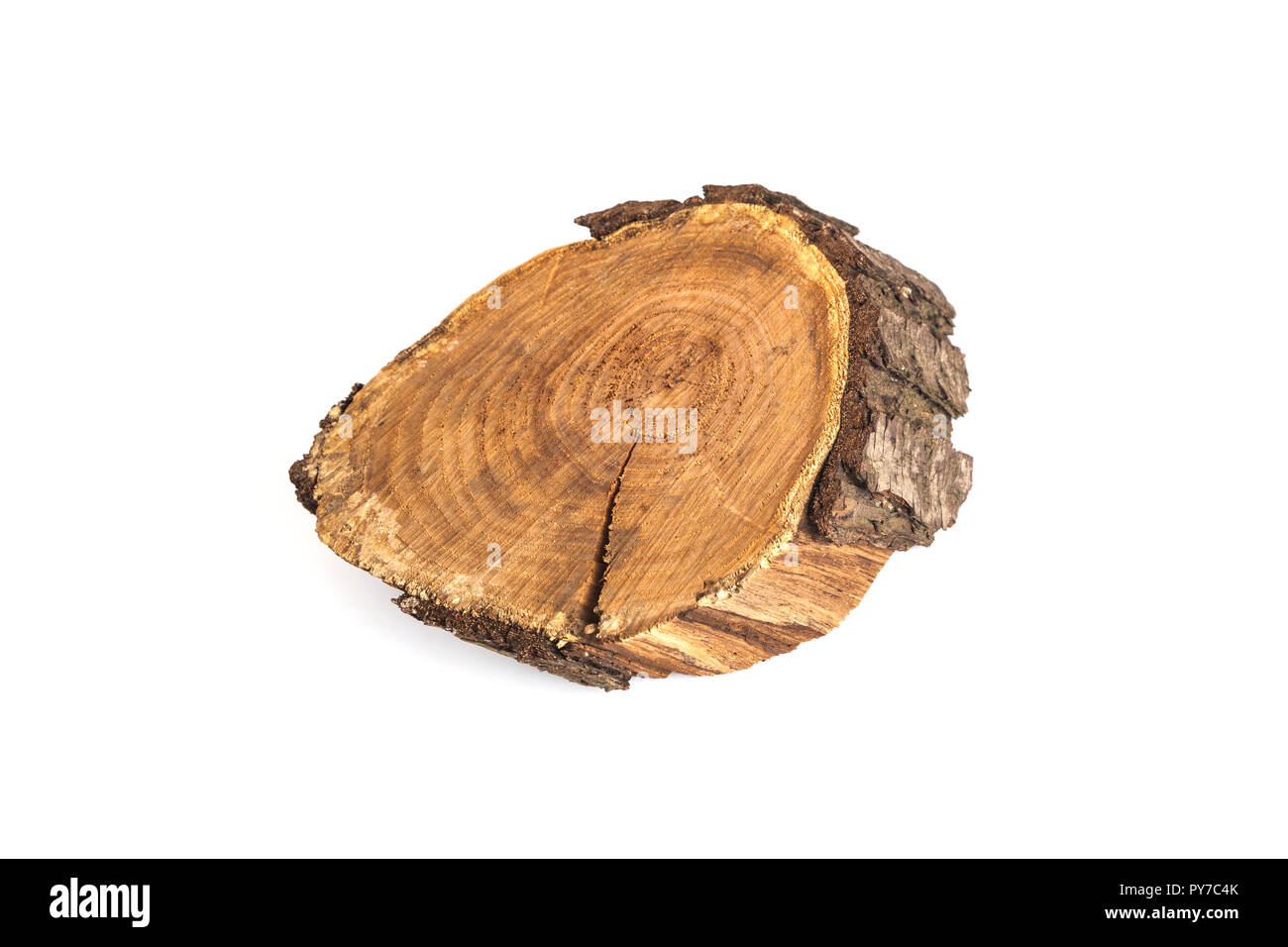 White oak tree slice hi-res stock photography and images - Alamy