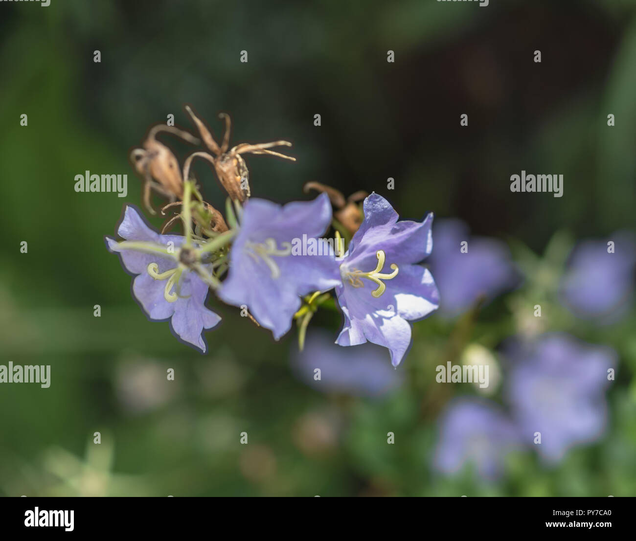 Light blue bellflower hi-res stock photography and images - Alamy