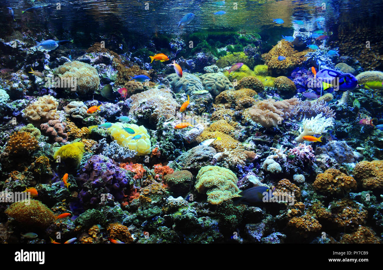Many small fish in the colorful coral reef Stock Photo - Alamy
