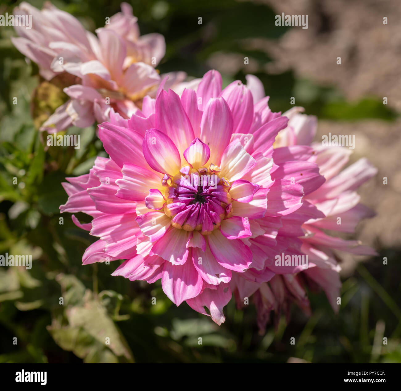 Hot pink dahlia hi-res stock photography and images - Alamy