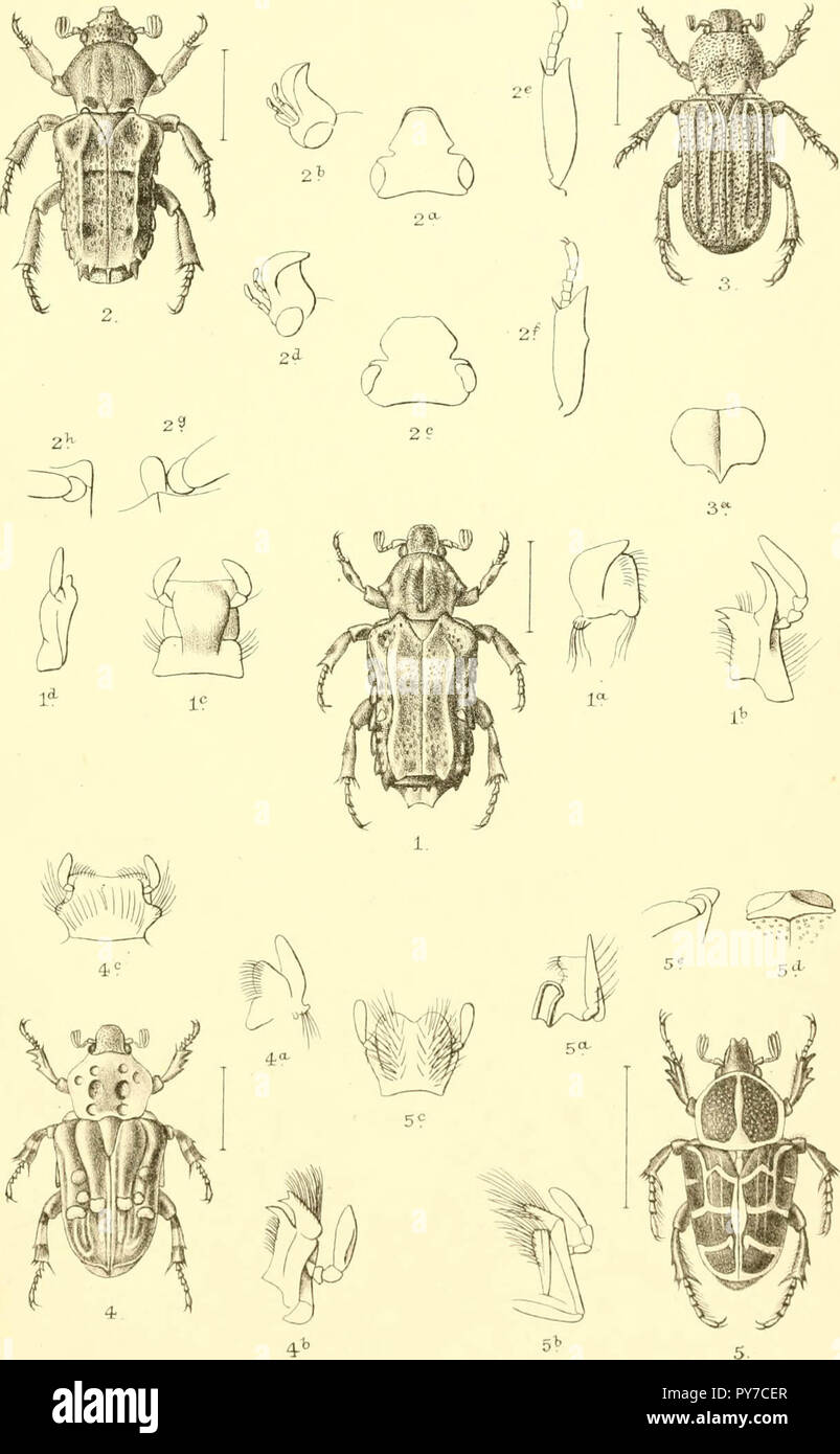 Entomological history hi-res stock photography and images - Alamy