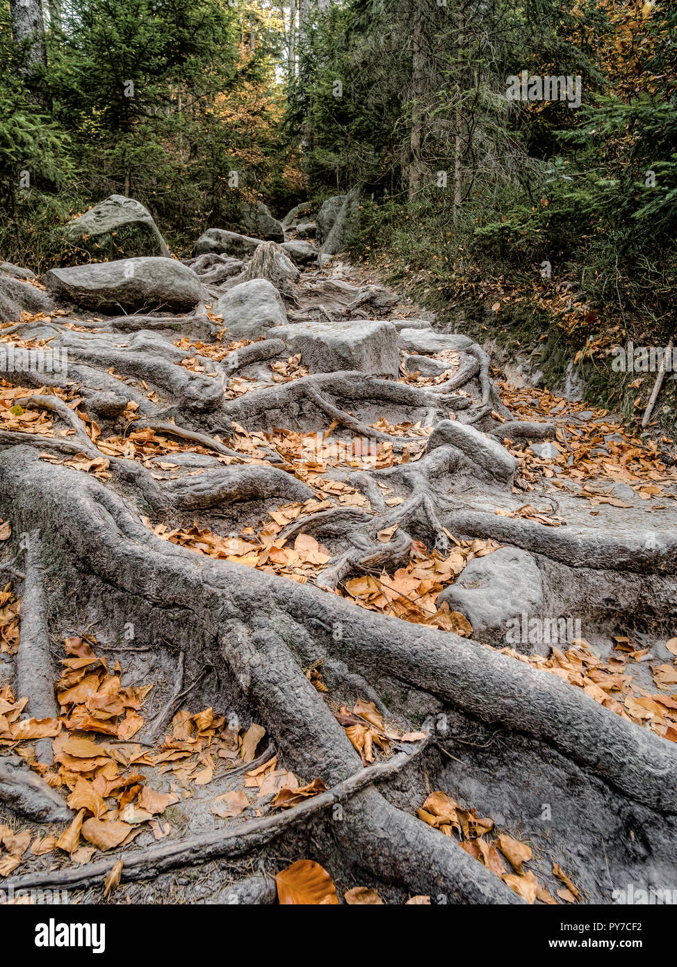 Beautiful tourist trail leading to the so called Errant Rocks in the ...