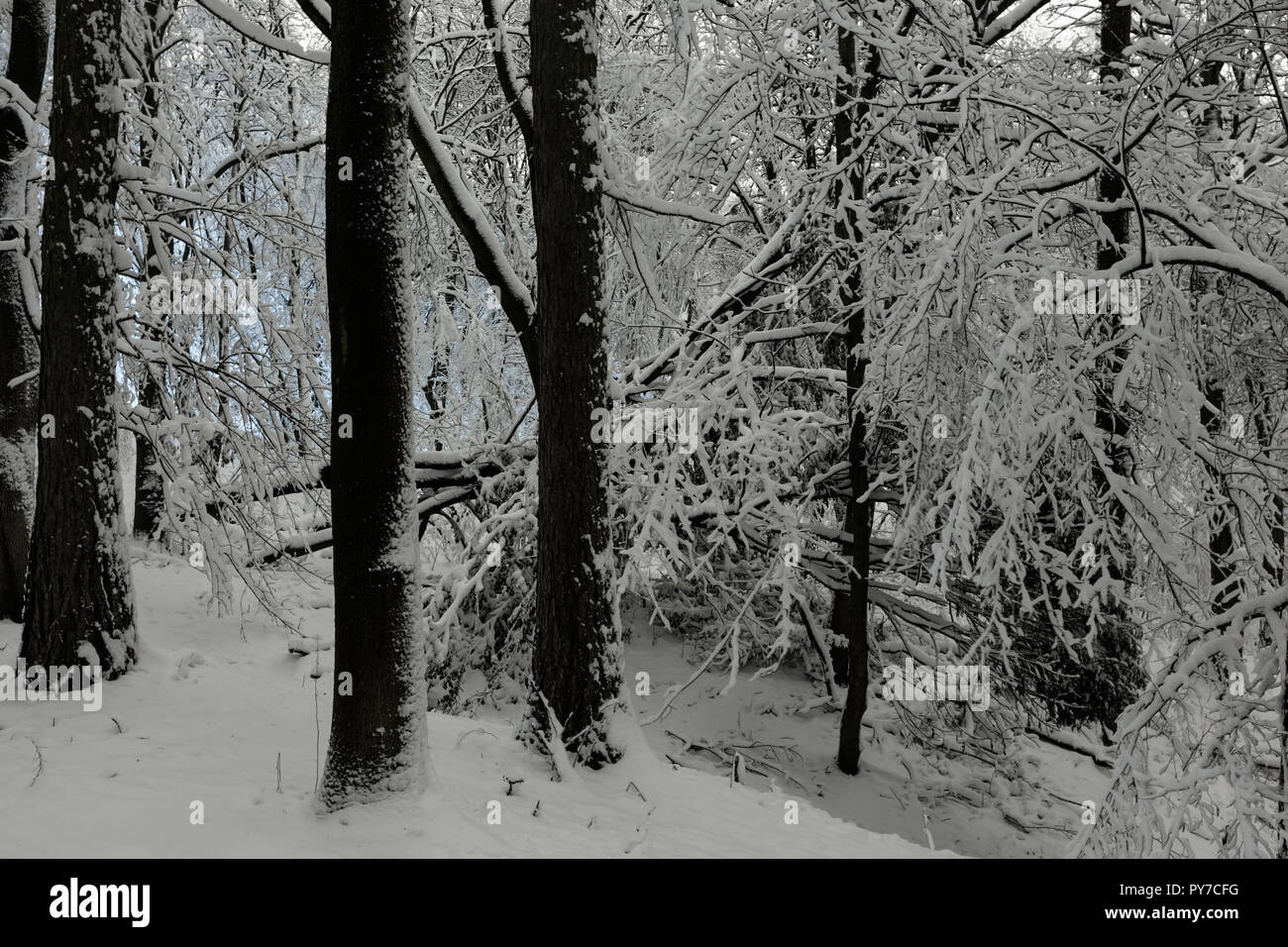 Deadfall trees in night winter city park with snow-covered trees Stock ...
