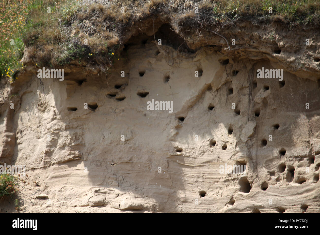 Sand Martin nests in cliffs, Morfa Nefyn, Llyn Peninsula , Wales Stock ...