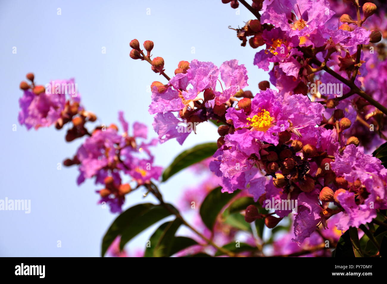 purple Lagerstroemia flower Stock Photo - Alamy