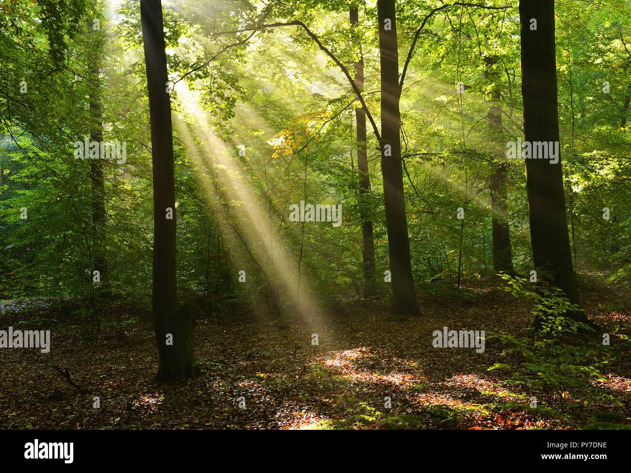 Beautiful autumnal forest in poland hi-res stock photography and images ...