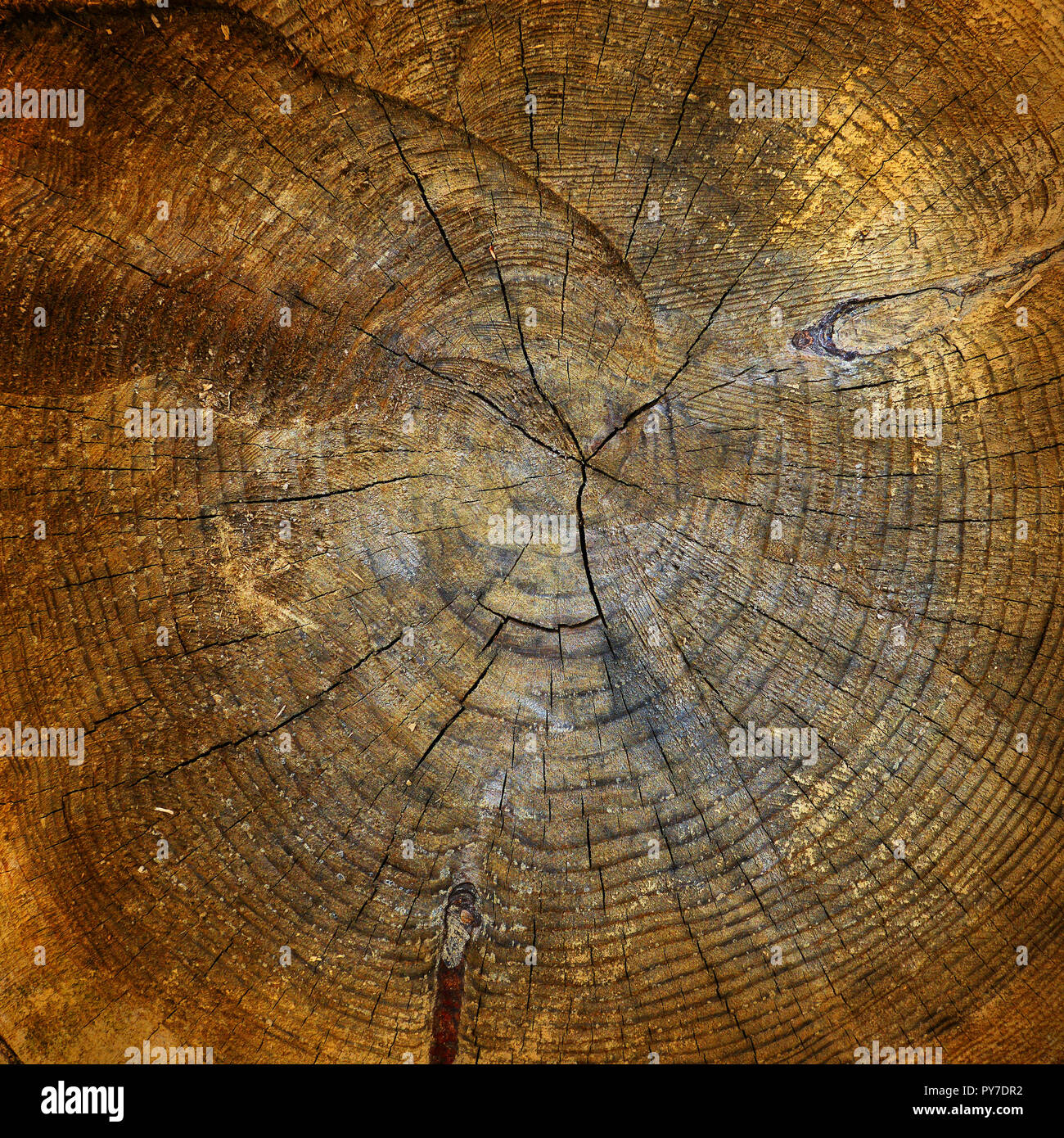 Dark brown tree trunk texture or background Stock Photo - Alamy