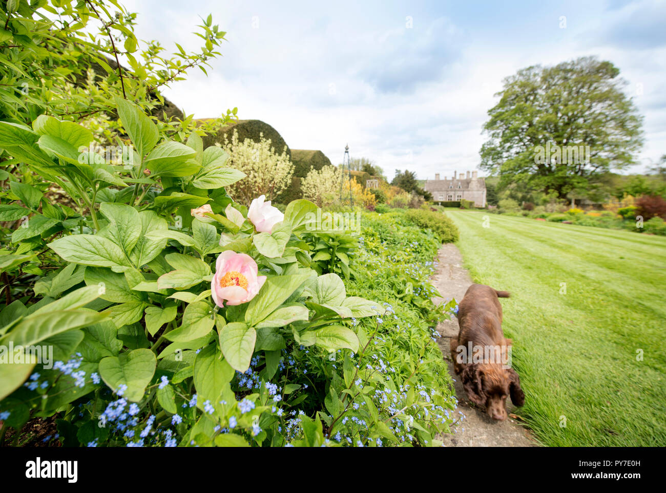 Peonies in the herbaceous borders at the Miserden Estate in ...