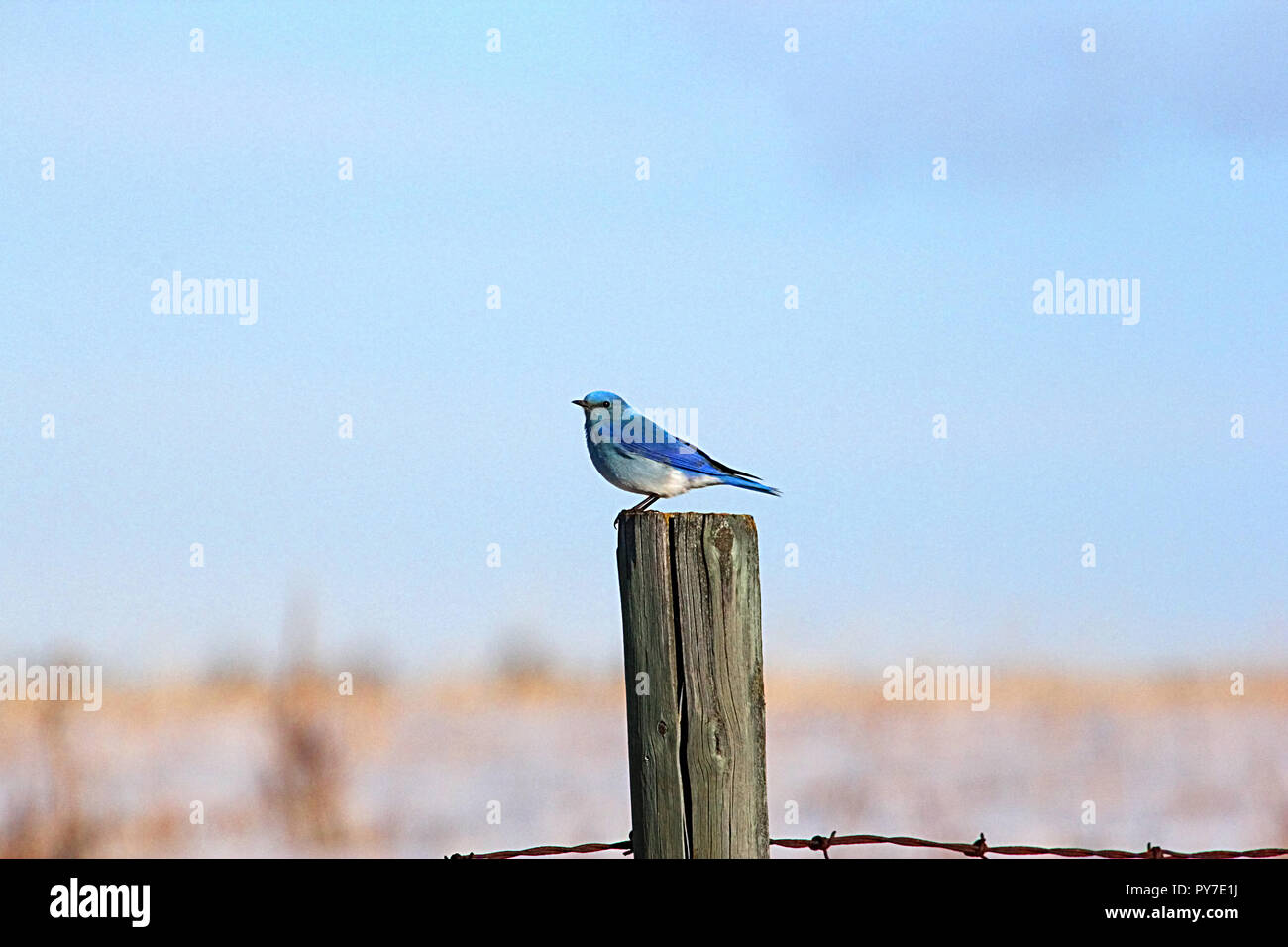 Birds of North America; Mountain Bluebird, sialia currucoides, Alberta ...