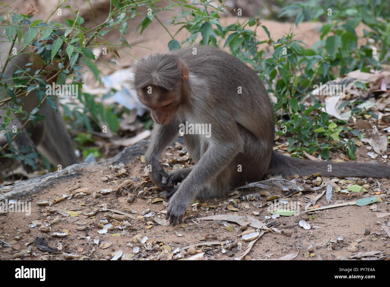 Hungry animal hi-res stock photography and images - Alamy