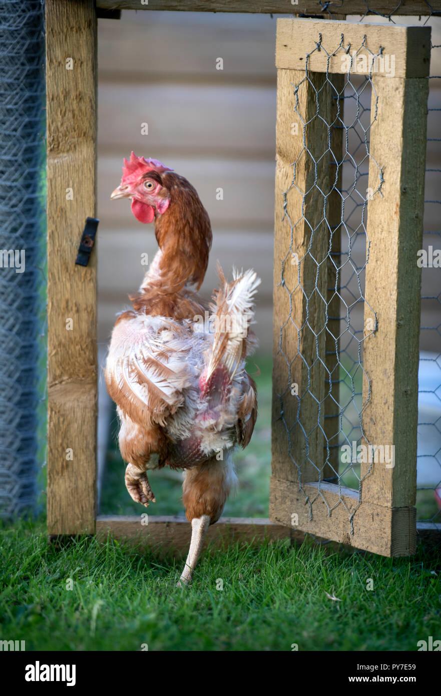 A chicken in poor condition rescued from a commercial egg farm UK Stock ...