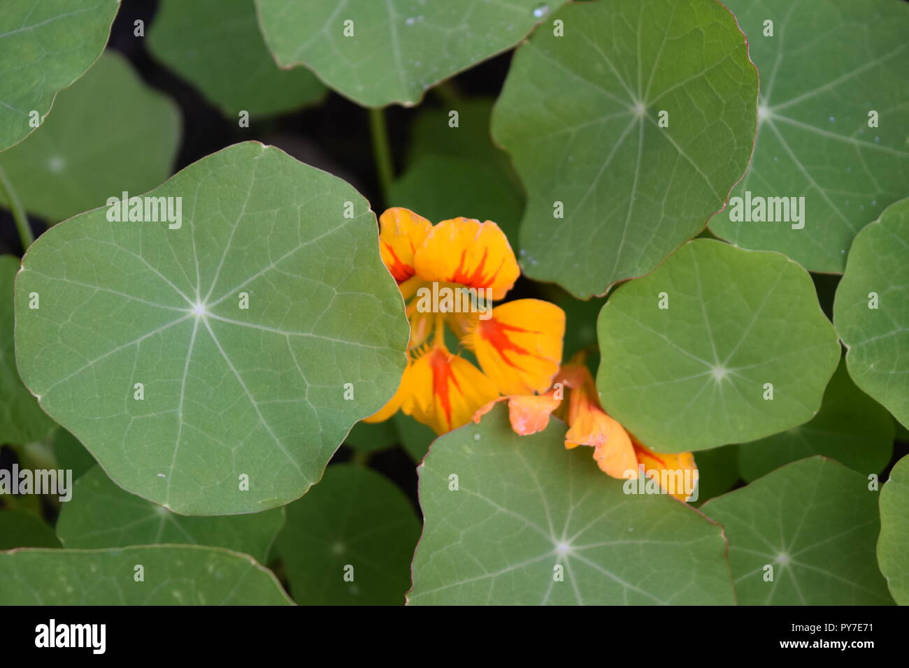 Dual colored flower hi-res stock photography and images - Alamy