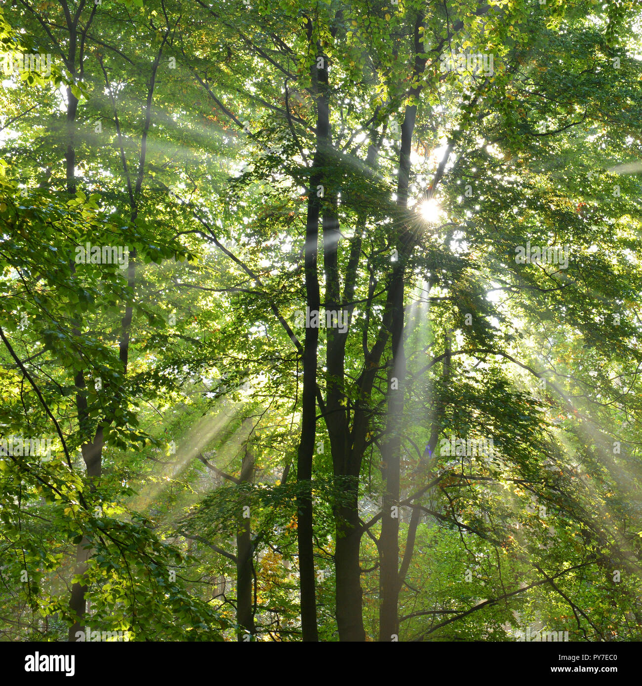 Deep canopies hi-res stock photography and images - Alamy