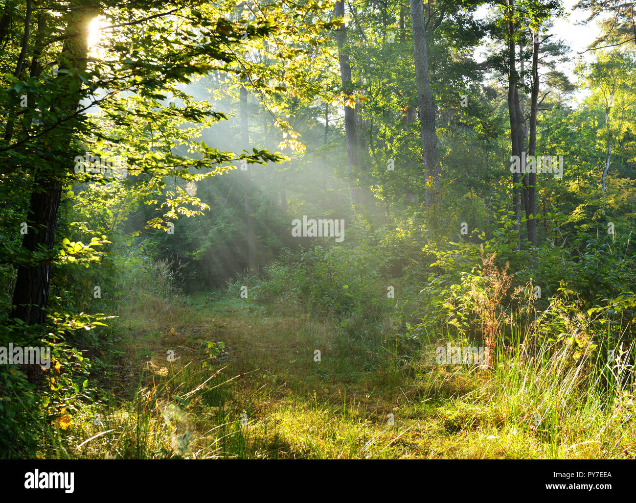 Autumn dawn in magic forest Stock Photo - Alamy