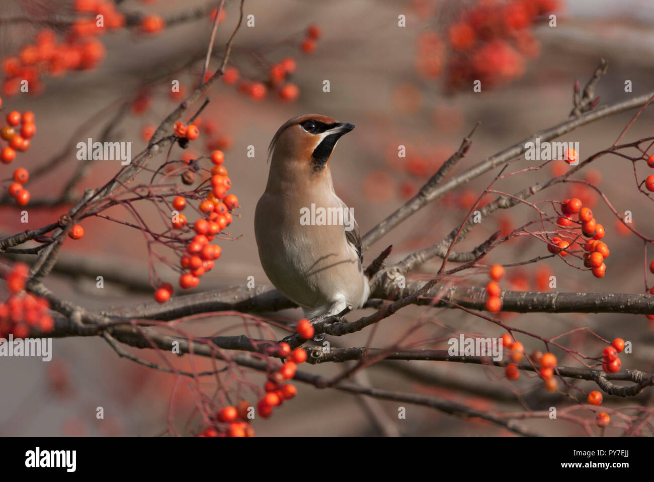 Rowan birds hi-res stock photography and images - Alamy