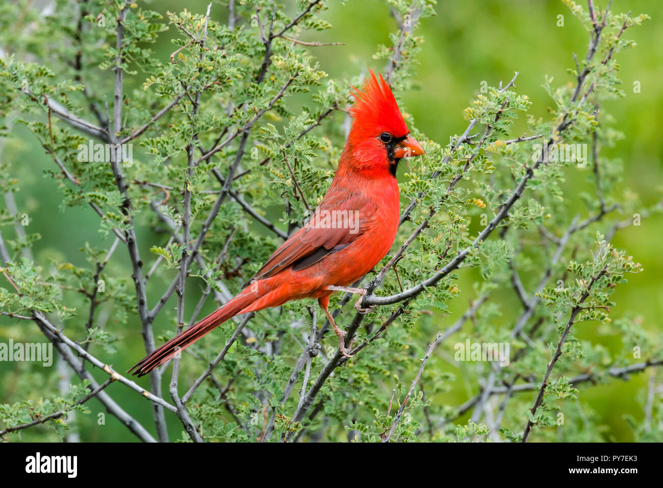 Male northern cardinal foraging hi-res stock photography and images - Alamy