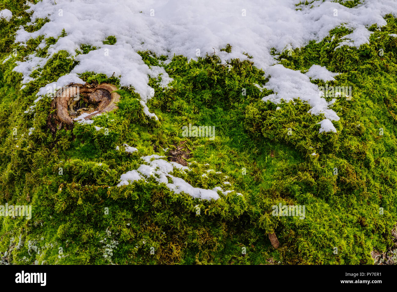 Tree bark covered with moss and snow and a bough hole looks like an eye ...