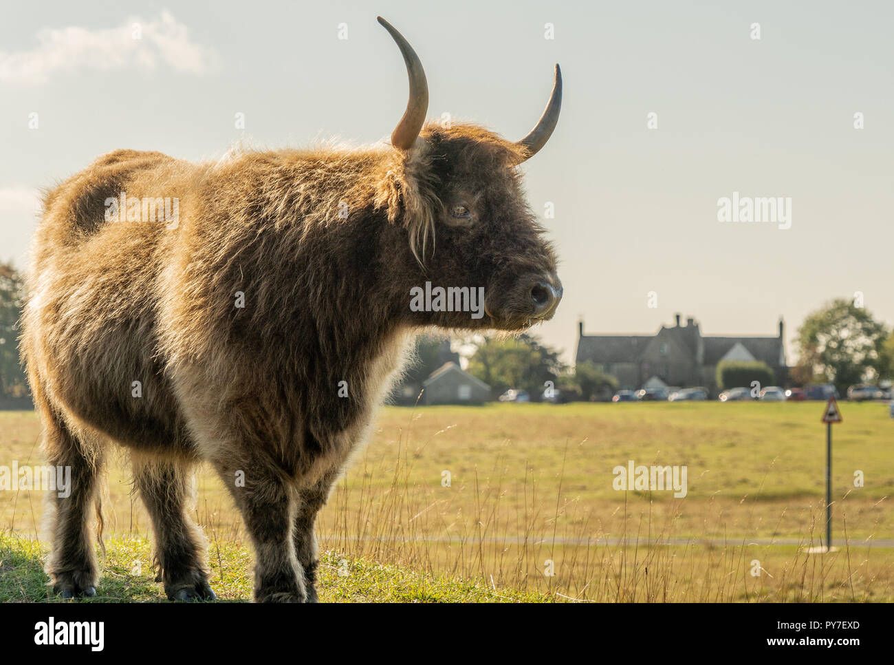 Highland Long Horn on Minchinhampton Common, Stroud, England Stock ...