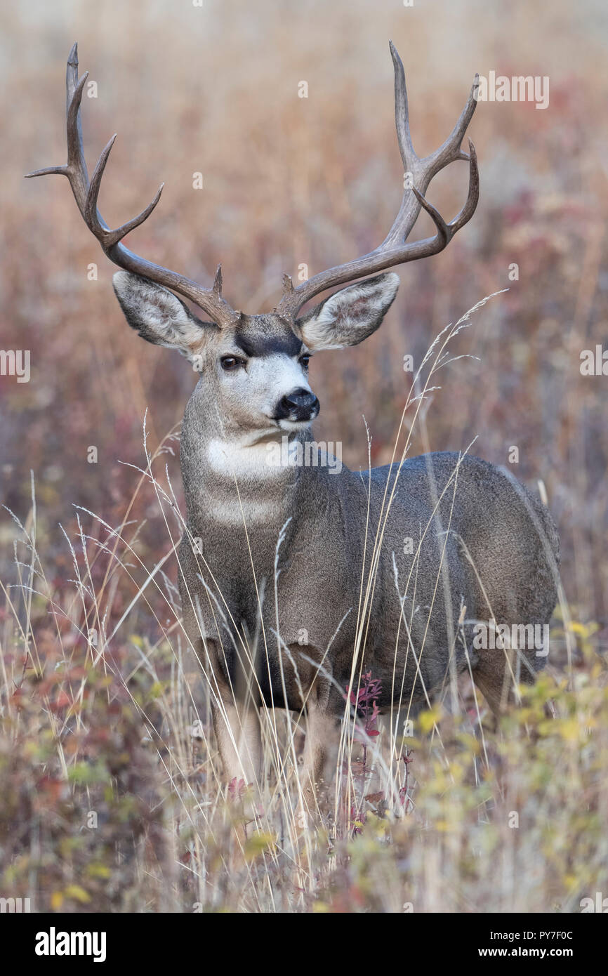 Mule Deer Buck (Odocoileus hemionus), North America Stock Photo - Alamy