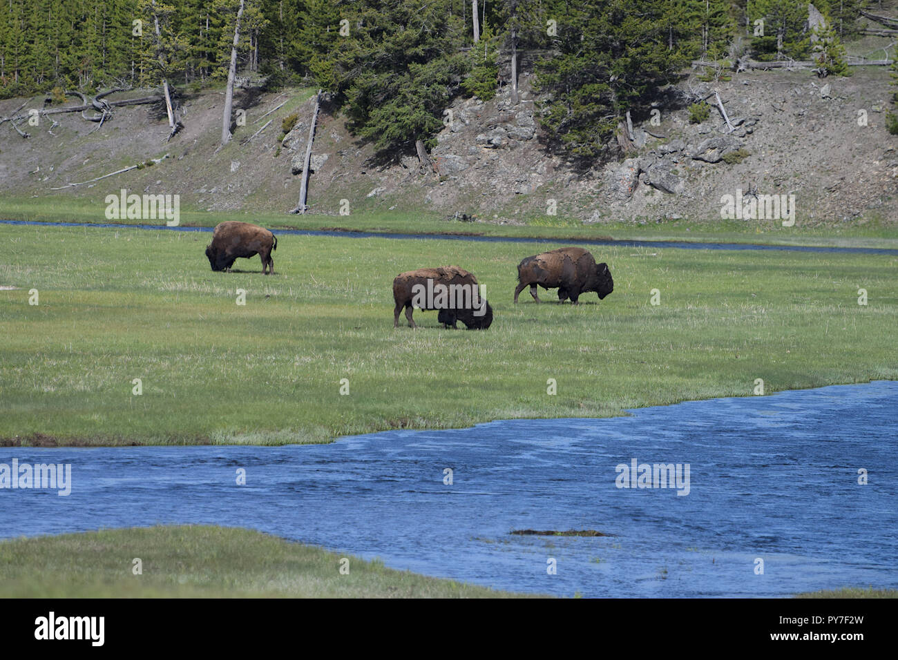 Buffalo on the range hi-res stock photography and images - Alamy