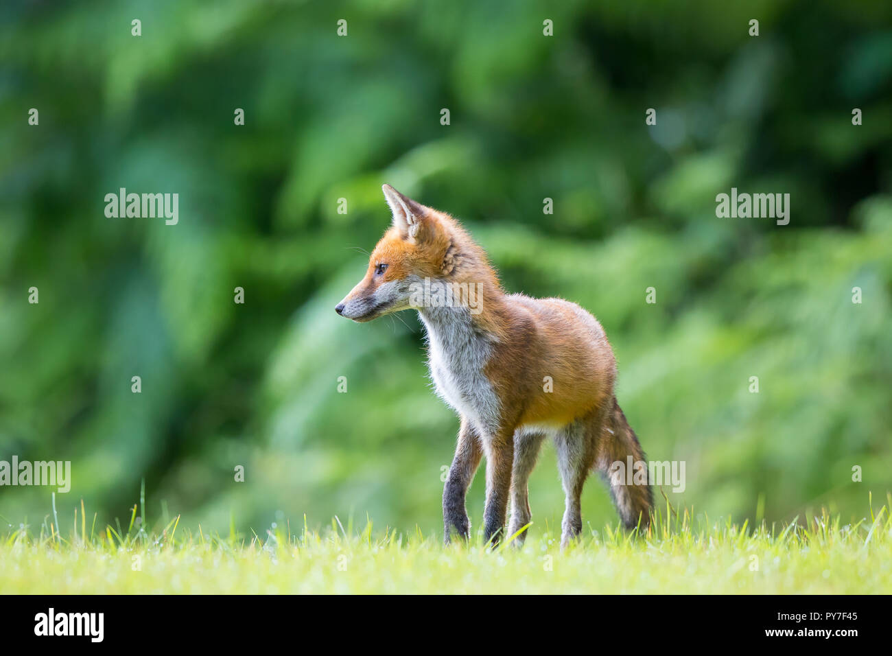Red fox head detail hi-res stock photography and images - Alamy