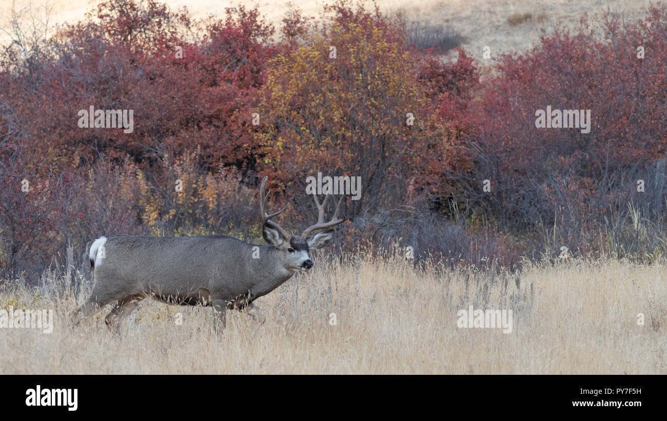 Mule Deer Buck (Odocoileus hemionus), North America Stock Photo - Alamy