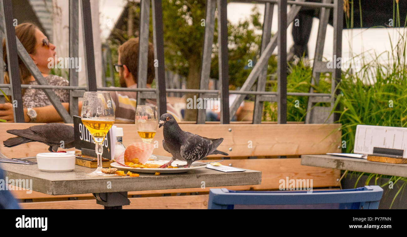 Cafe rotterdam erasmus bridge in hi-res stock photography and images ...