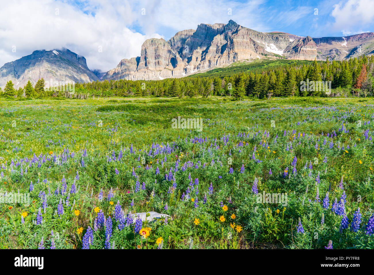 Wildflower Meadow near Many Glacier in Glacier National Park, Montana Stock Photo - Alamy