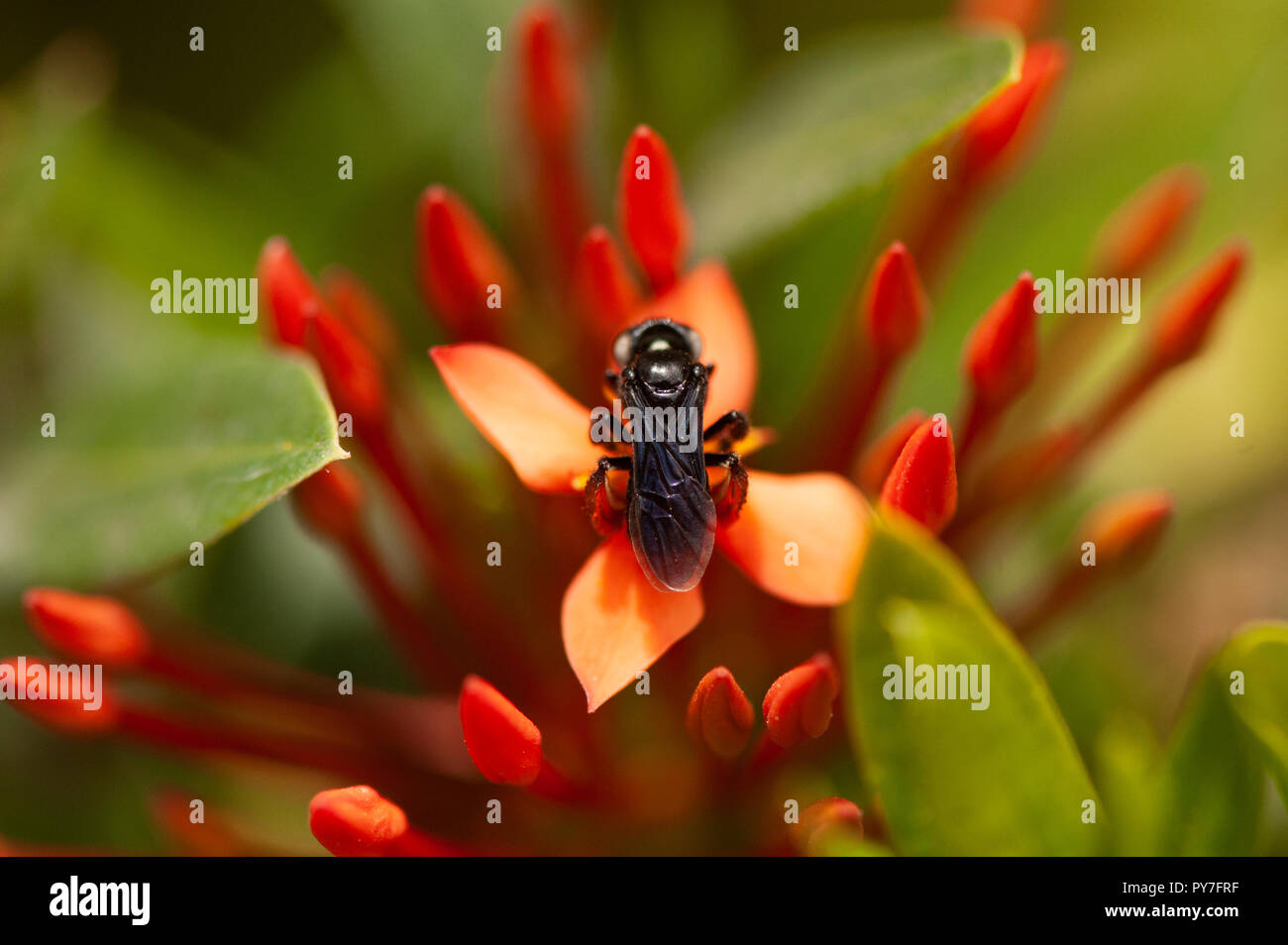 Stingless bee hi-res stock photography and images - Alamy