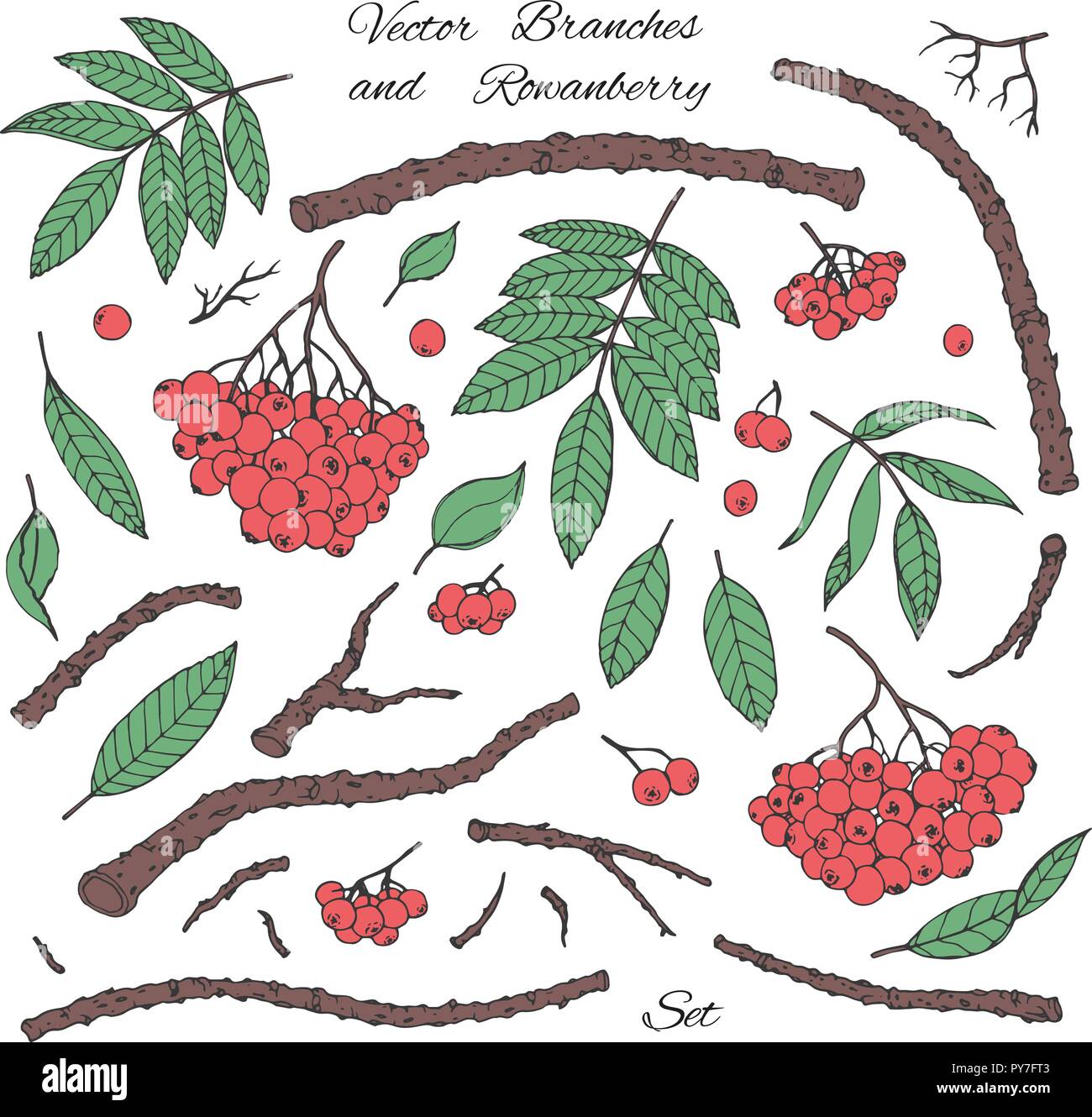 Hand drawn vector set of branches, leaves and red rowanberry line art ...