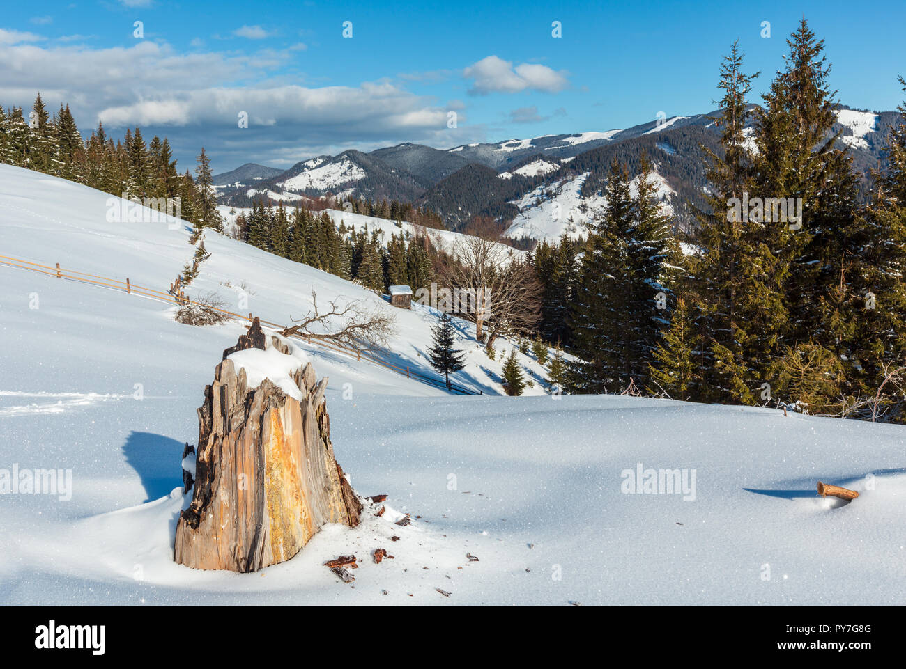 Winter morning picturesque mountain hill snow covered and some withered ...